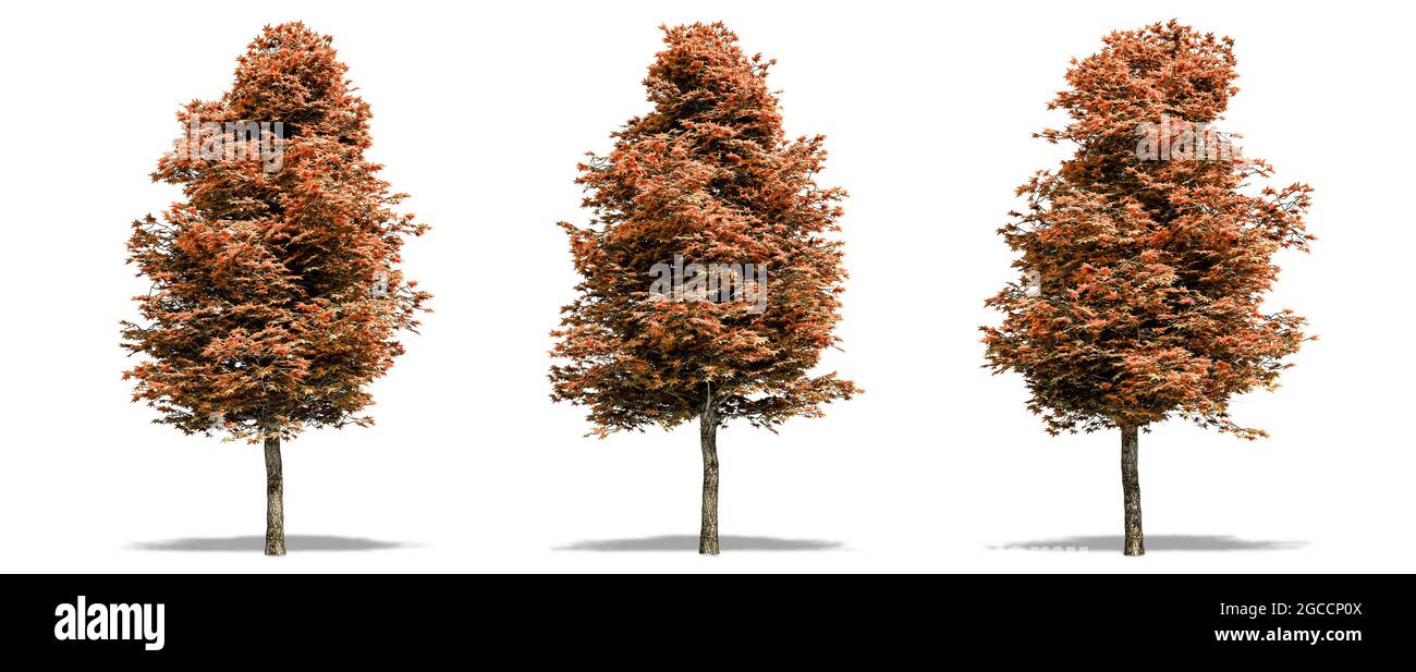 Beautiful tree isolated and cutting on a white background with clipping ...