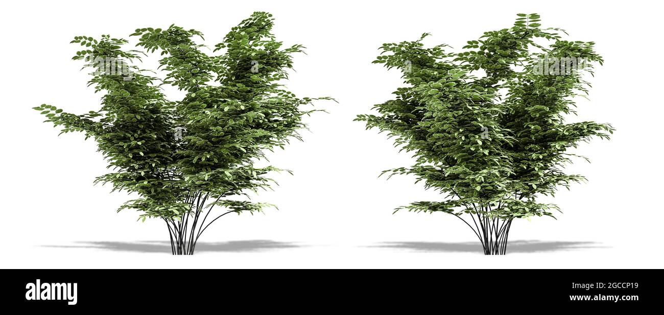 Beautiful tree isolated and cutting on a white background with clipping ...