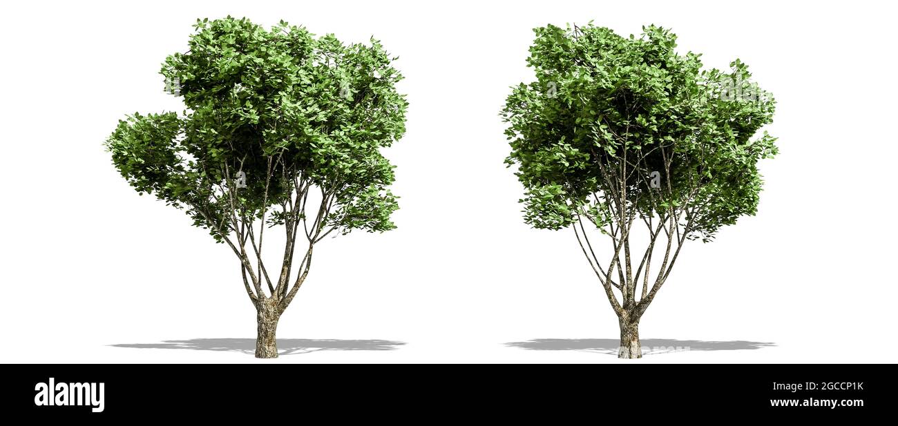 Beautiful tree isolated and cutting on a white background with clipping ...