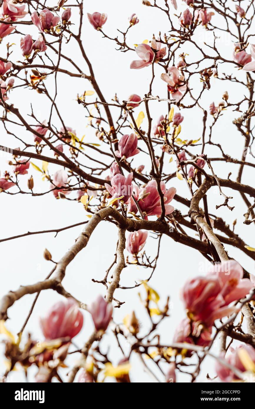 A vertical shot of a blooming tree with pink flowers on an isolated ...