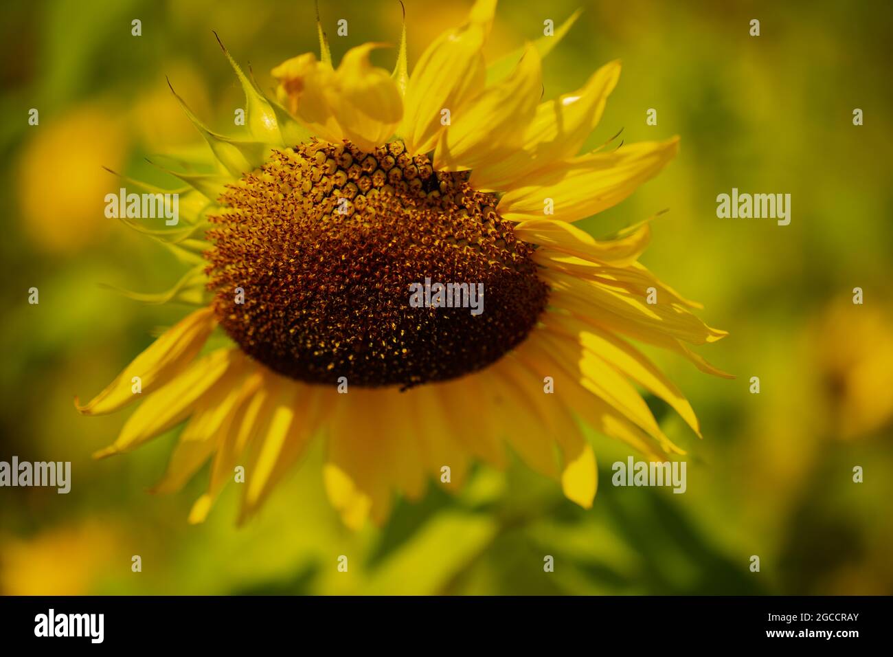 Faded sunflower hi-res stock photography and images - Alamy