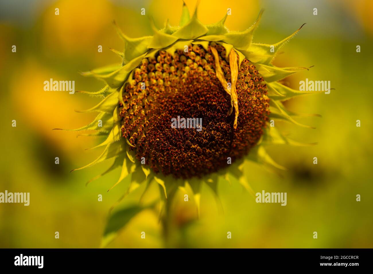 Faded sunflower hi-res stock photography and images - Alamy