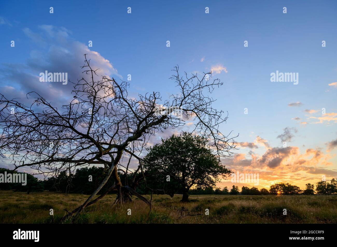 Fallen tree on a forest field with sunset clouds Stock Photo - Alamy