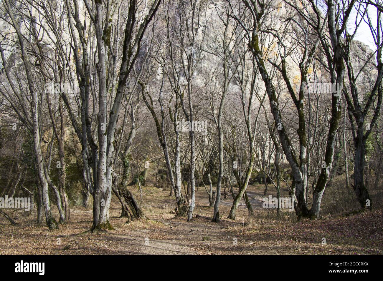 An autumn view of a forest in Georgia Stock Photo - Alamy