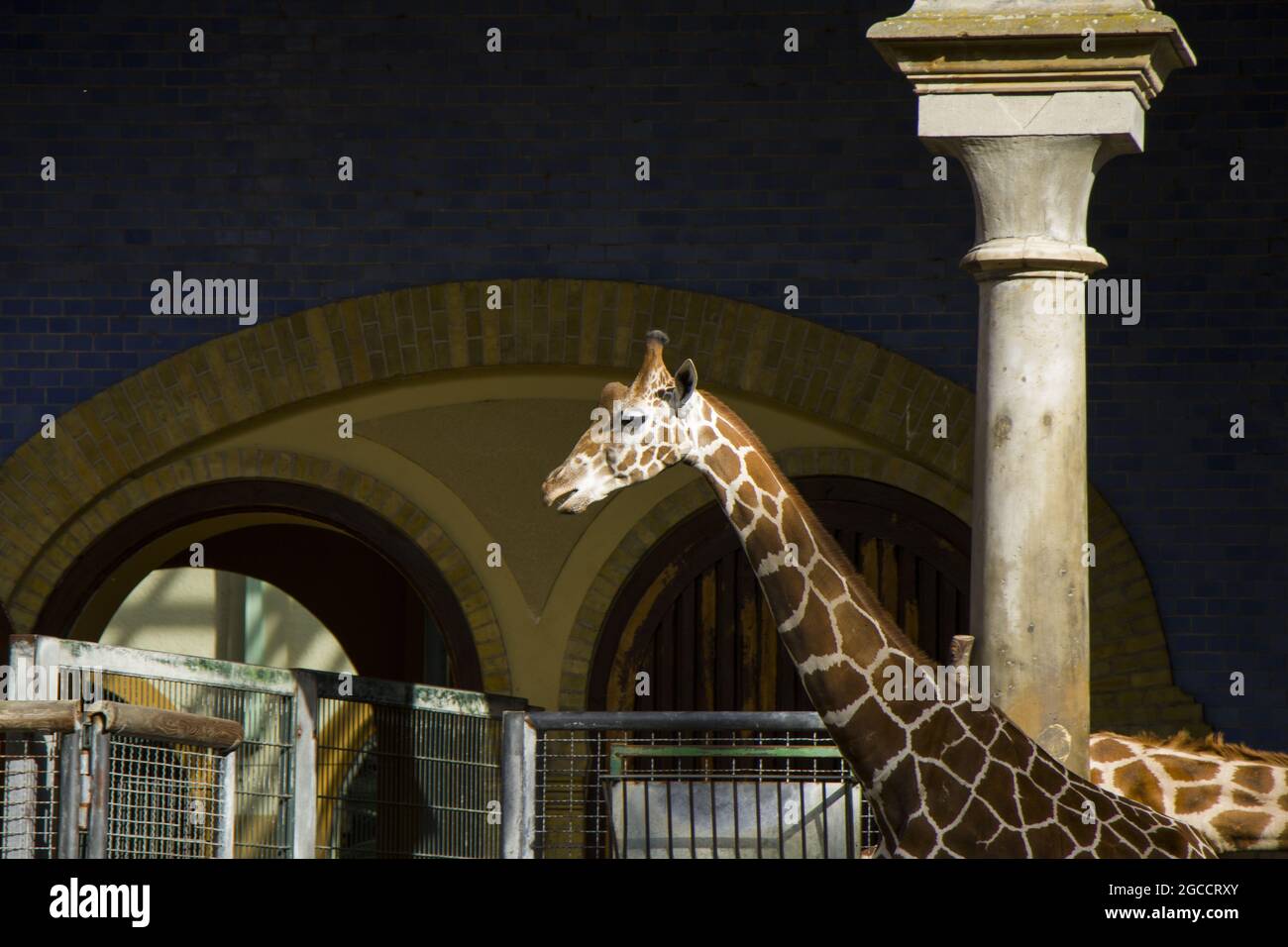 A beautiful giraffe in the zoo in Berlin, Germany Stock Photo - Alamy