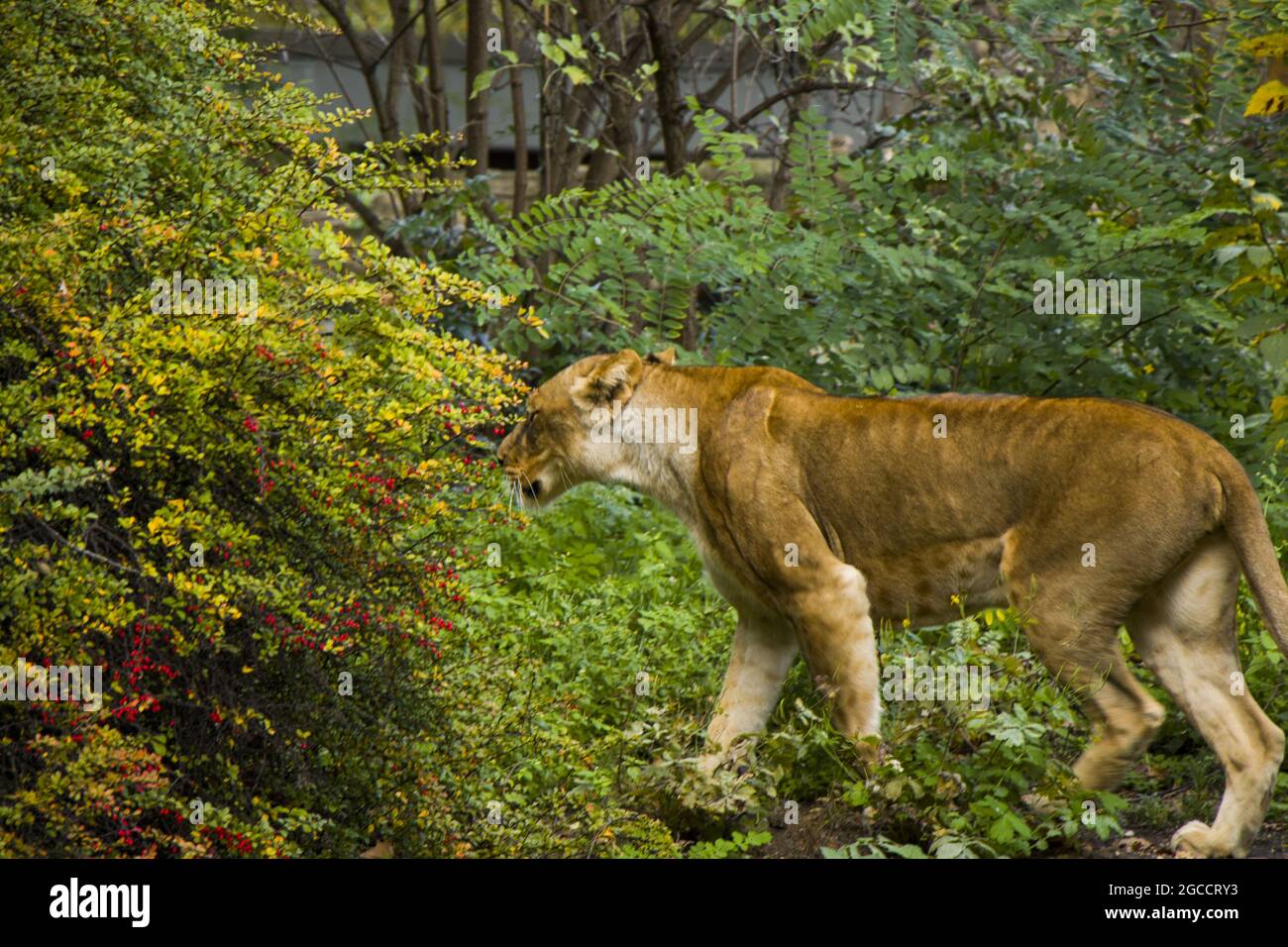 A female lion standing among bushes in the zoo in Berlin, Germany Stock ...