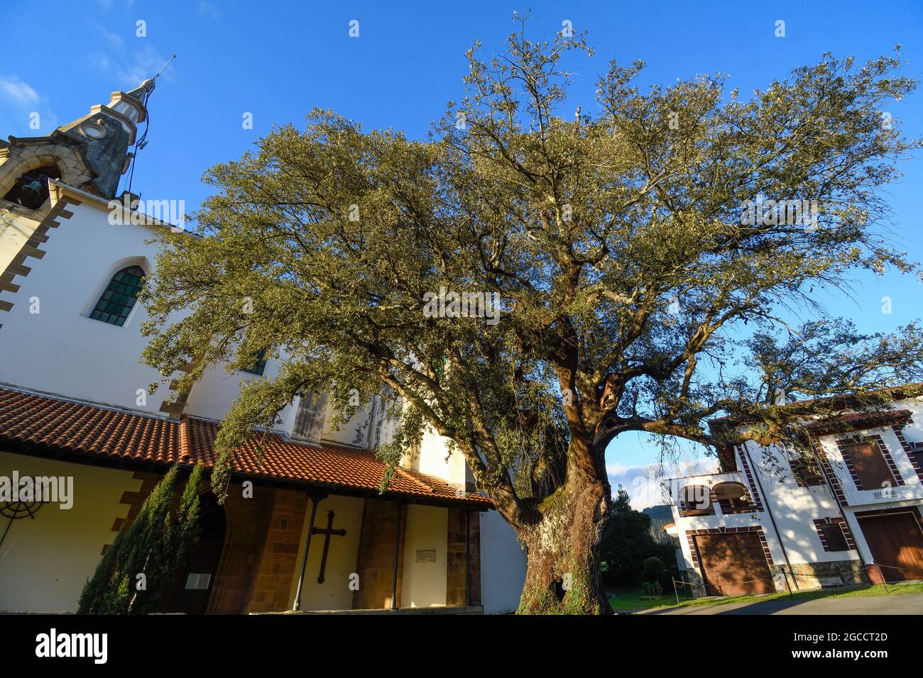 árbol de encina hi-res stock photography and images - Alamy