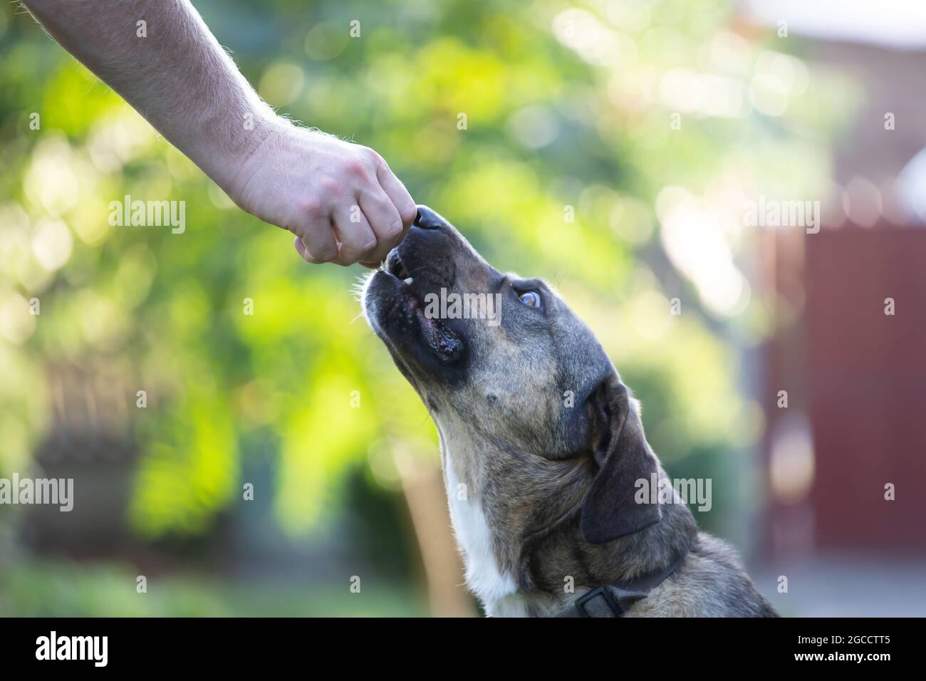 Hand of owner is feeding beautiful dog Stock Photo - Alamy