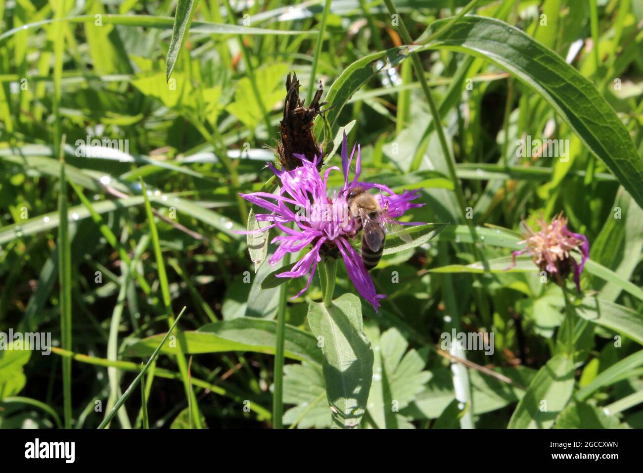 Centaurea with a bee Stock Photo - Alamy