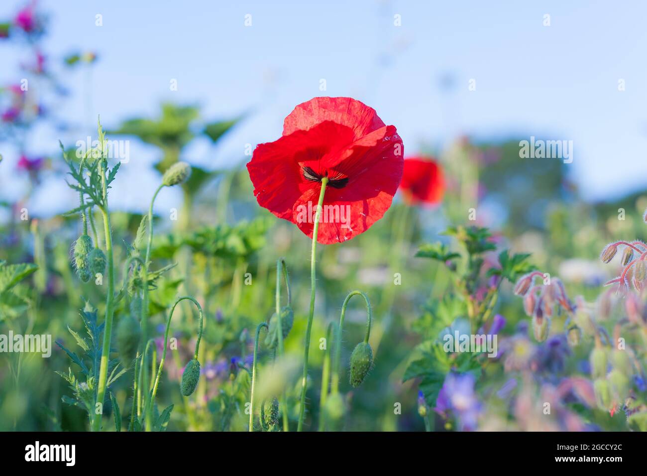 Wild Summer Flowers Stock Photo - Alamy