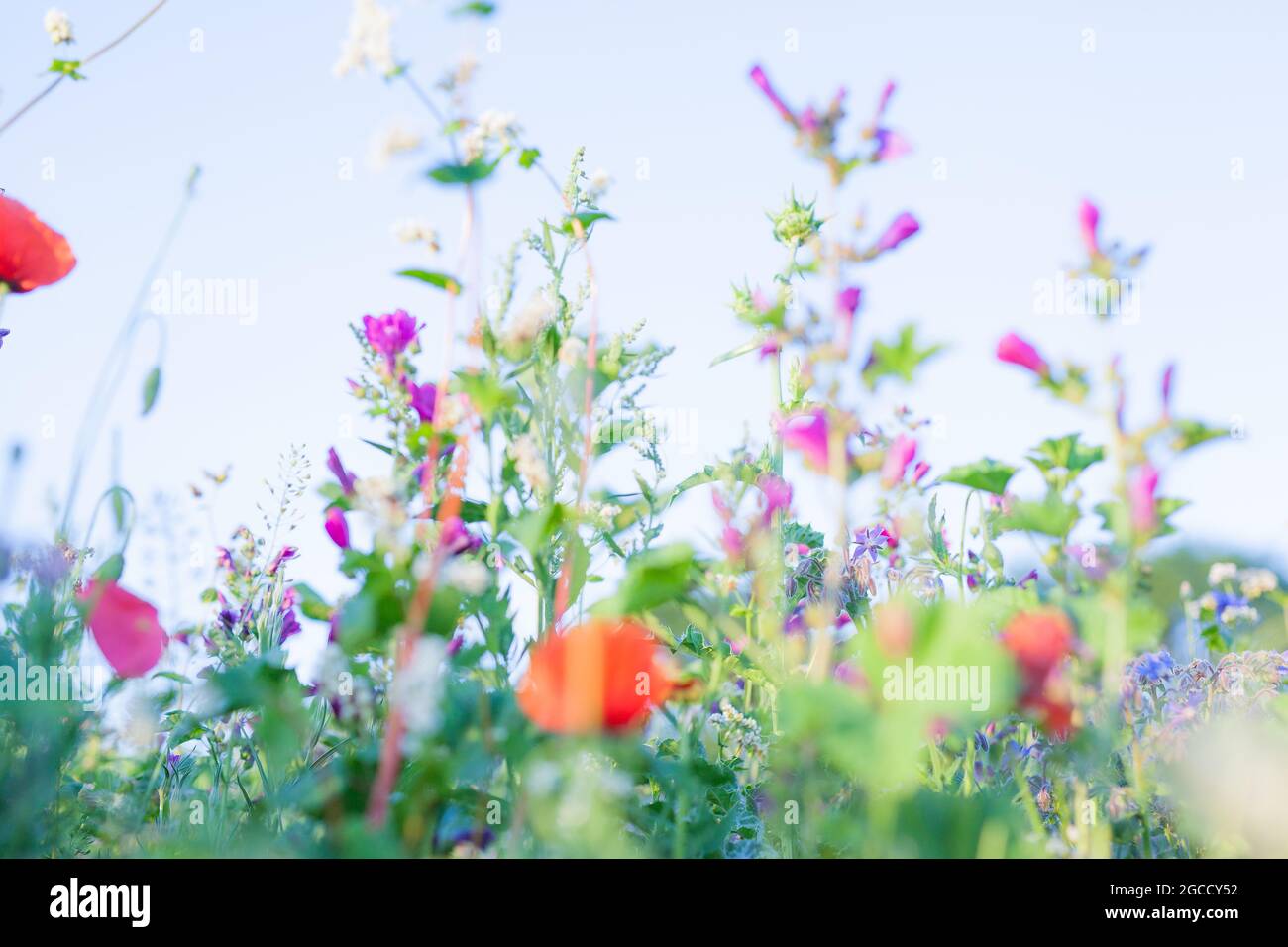 Wild Summer Flowers Stock Photo - Alamy