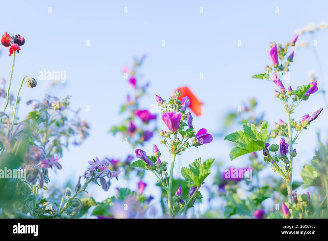 Summer flowers wallpaper hi-res stock photography and images - Alamy