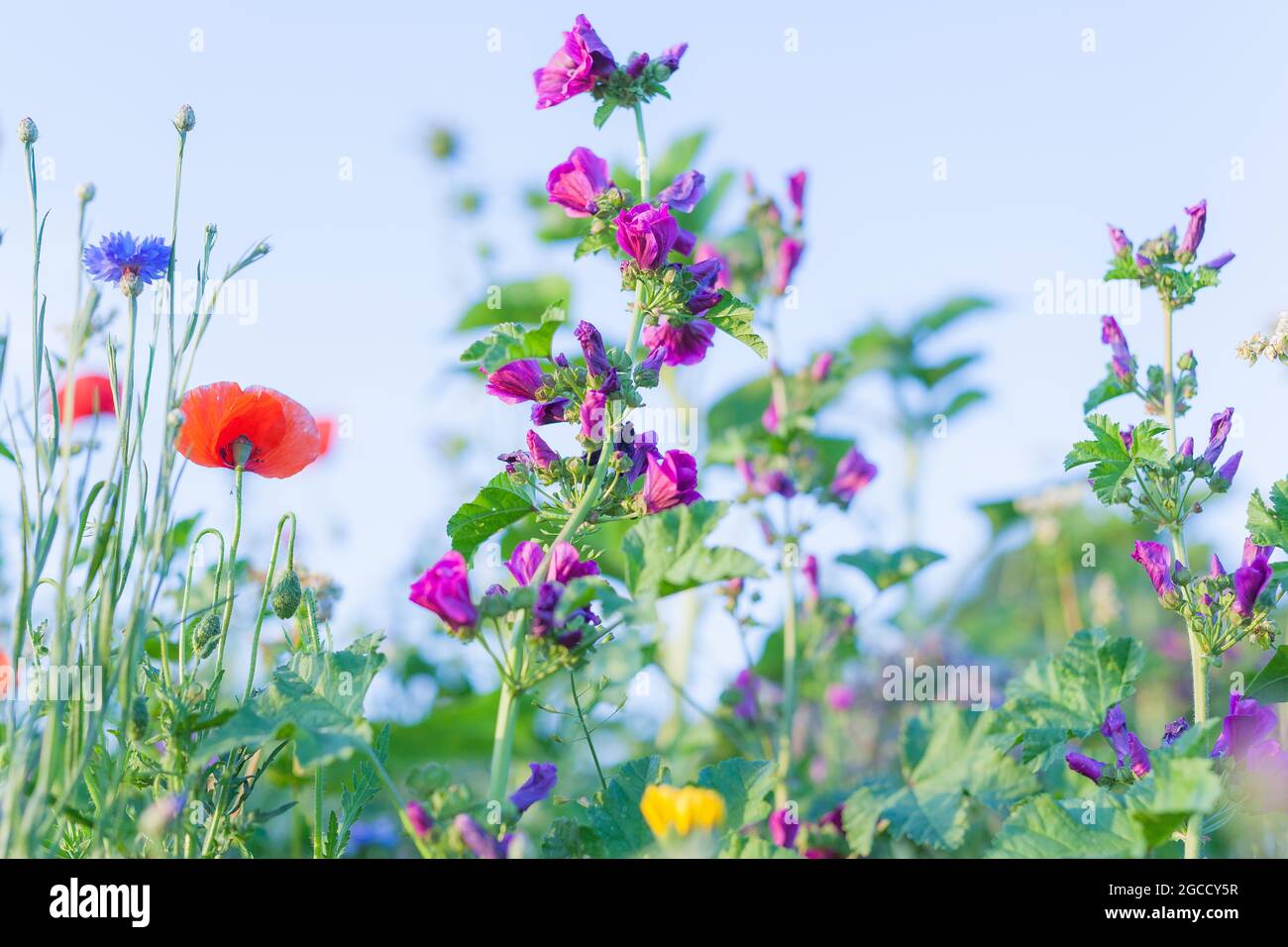 Wild Summer Flowers Stock Photo - Alamy