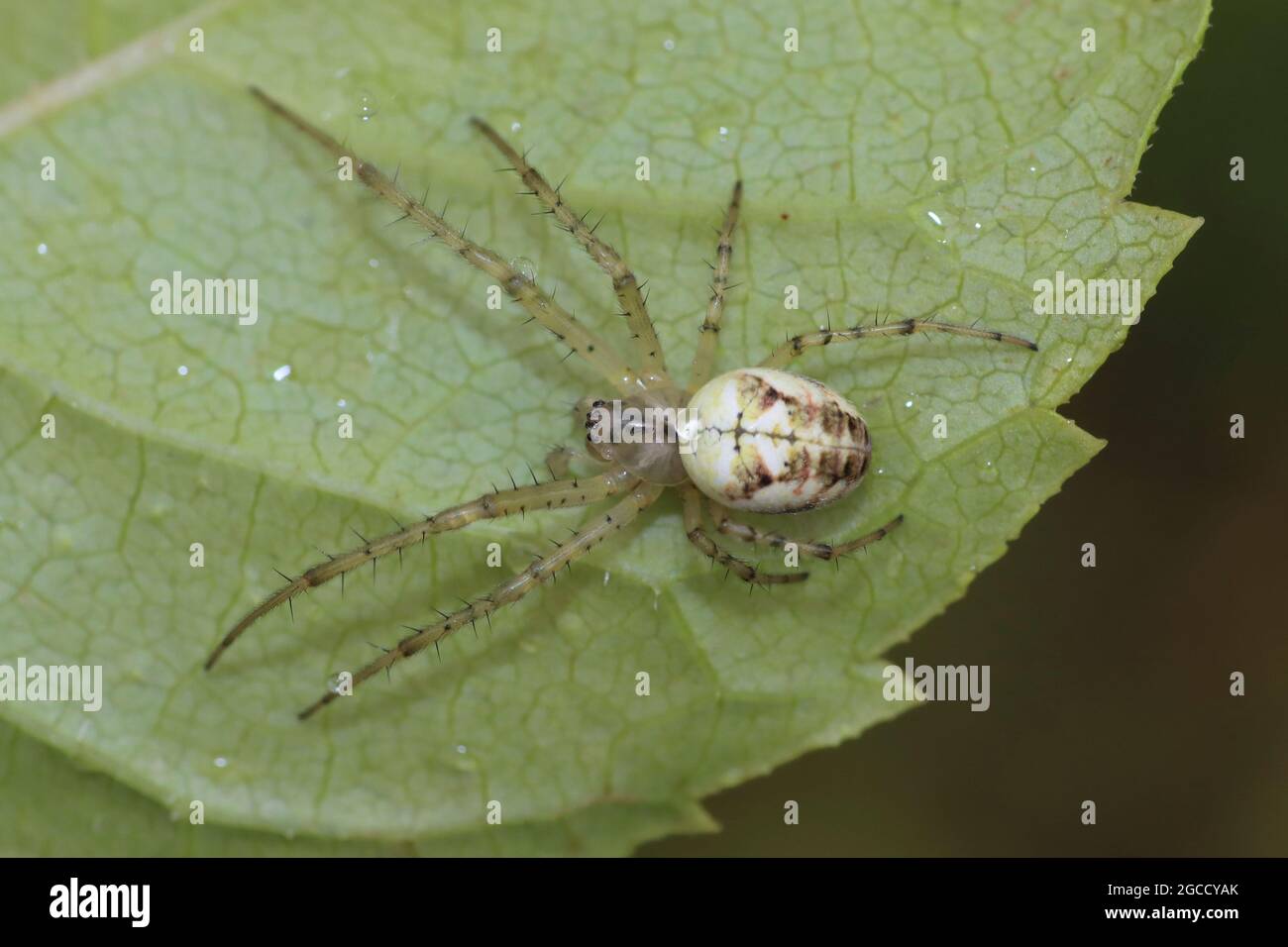 Metellina segmentata - female, often known as the Autumn Spider Stock ...