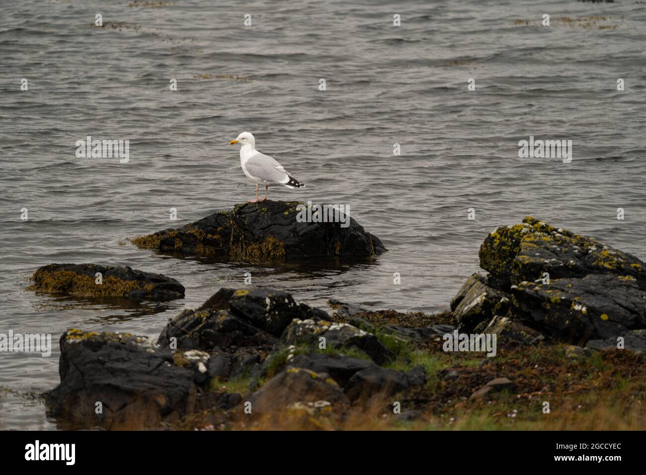 Seagull perched on seaweed-covered rock in Scottish coastal waters ...
