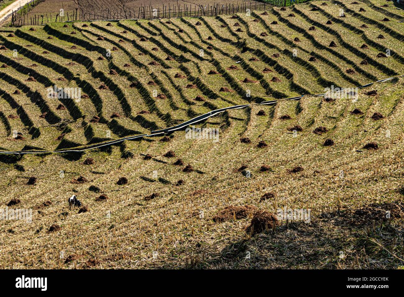 mountain step farming fields at remote village at morning from top ...