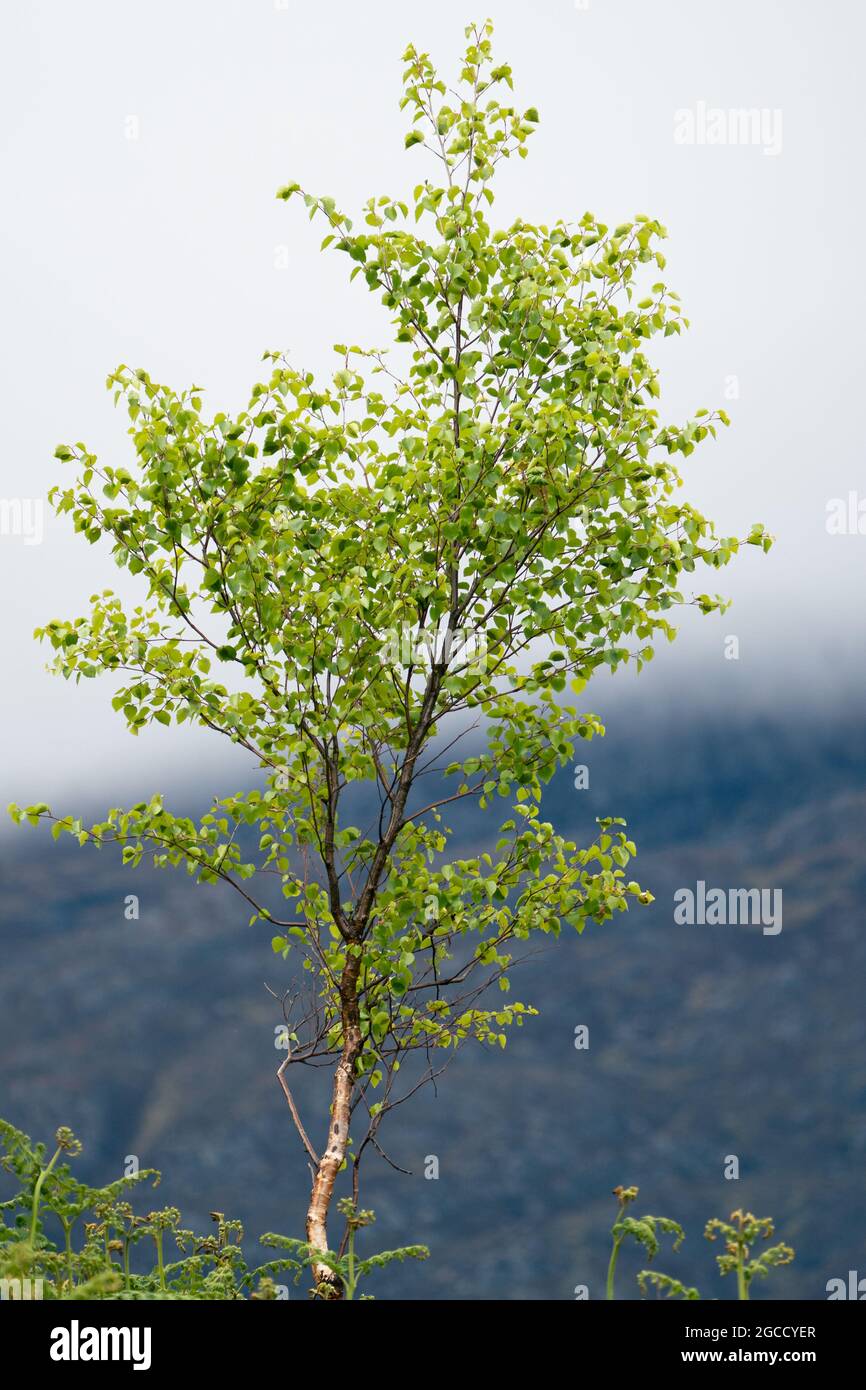 Young birch tree with fresh green foliage against misty Highland ...