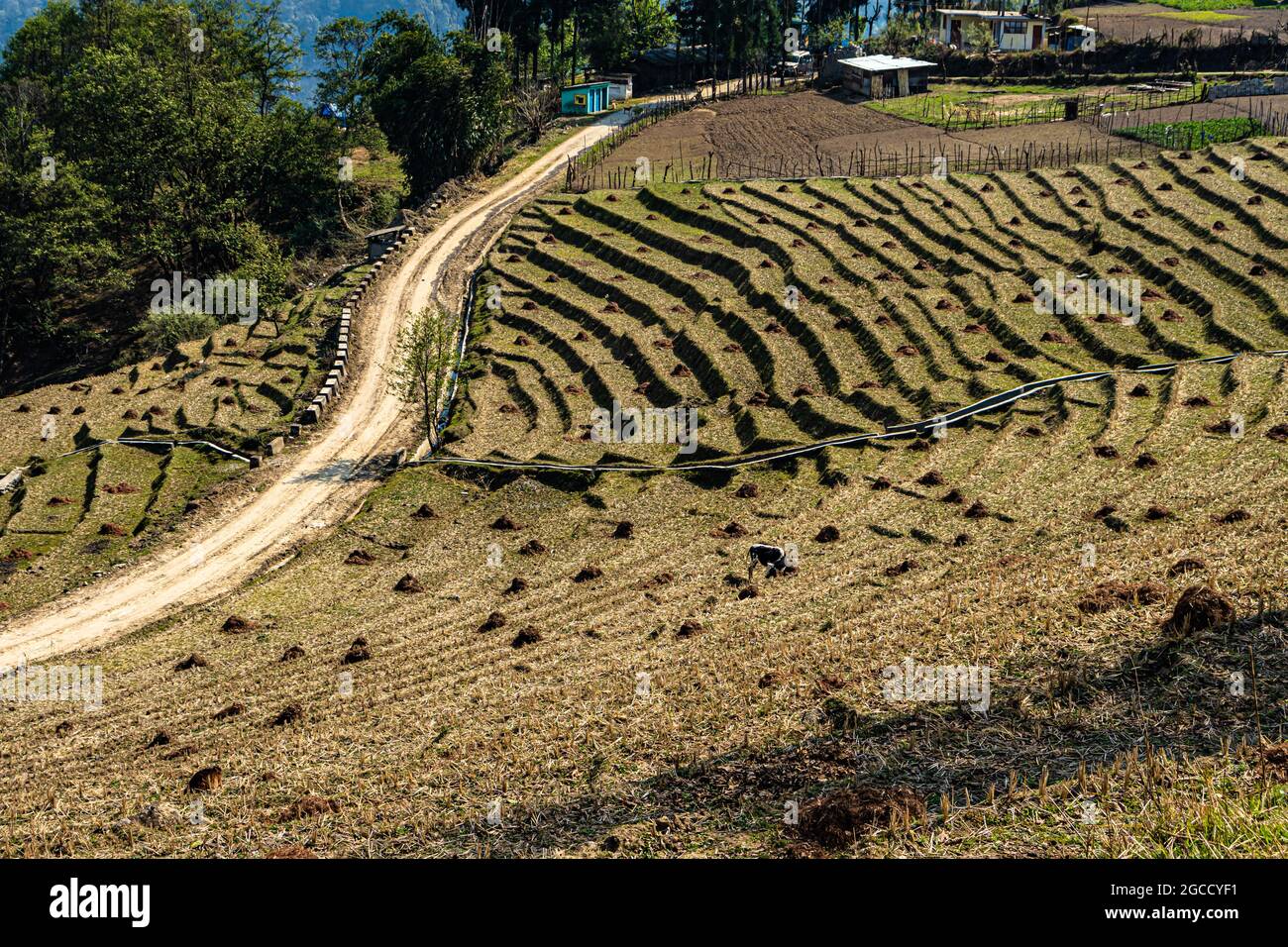 mountain step farming fields at remote village at morning from top ...