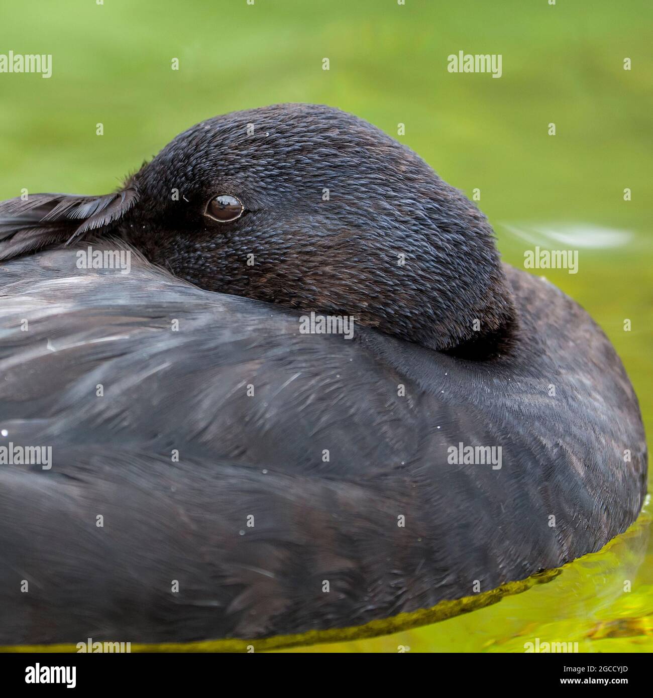 Ducks geese birding hi-res stock photography and images - Alamy