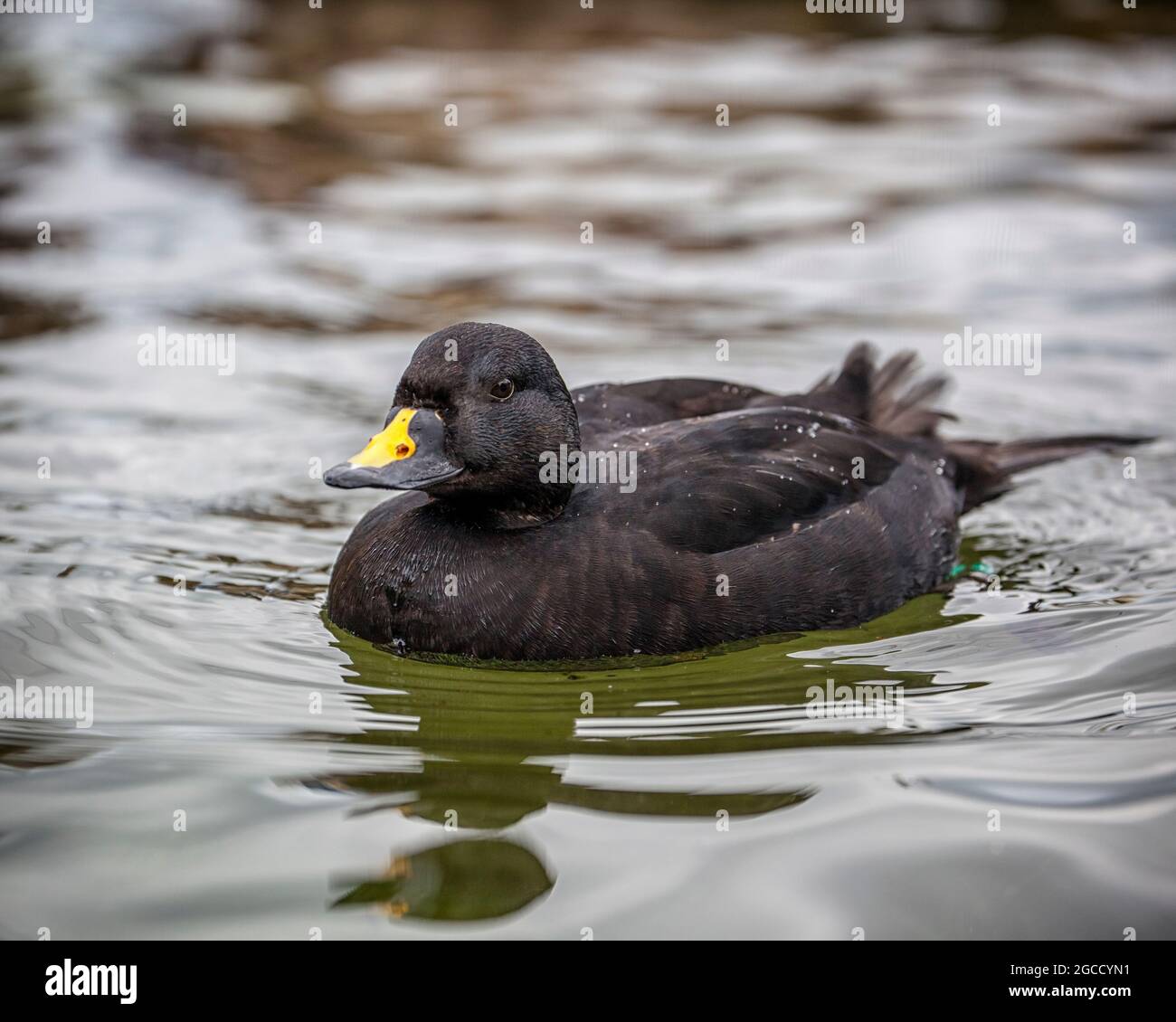 Common english ducks hi-res stock photography and images - Alamy