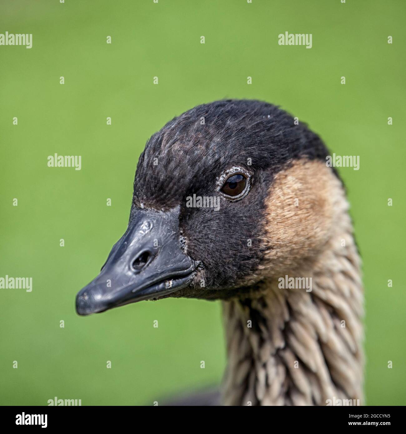 Arundel views uk hi-res stock photography and images - Alamy