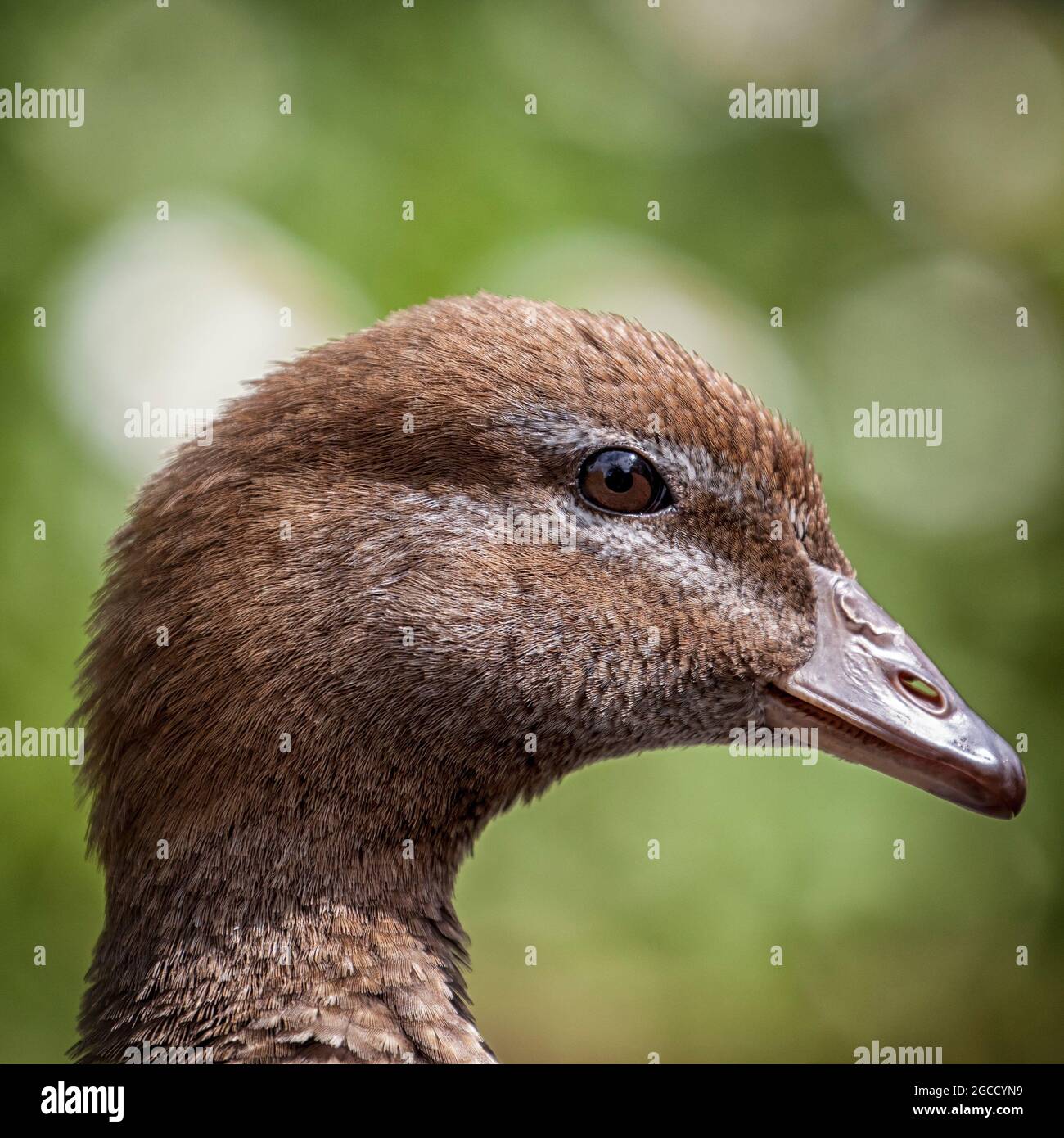 Birding holidays hi-res stock photography and images - Alamy