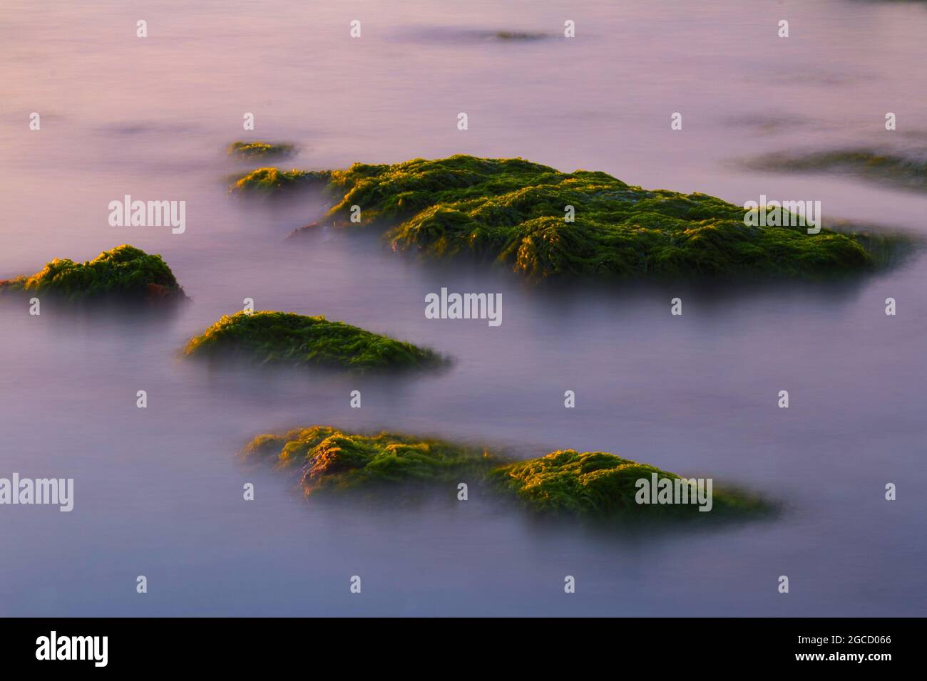 Water seaweed rocks hi-res stock photography and images - Alamy