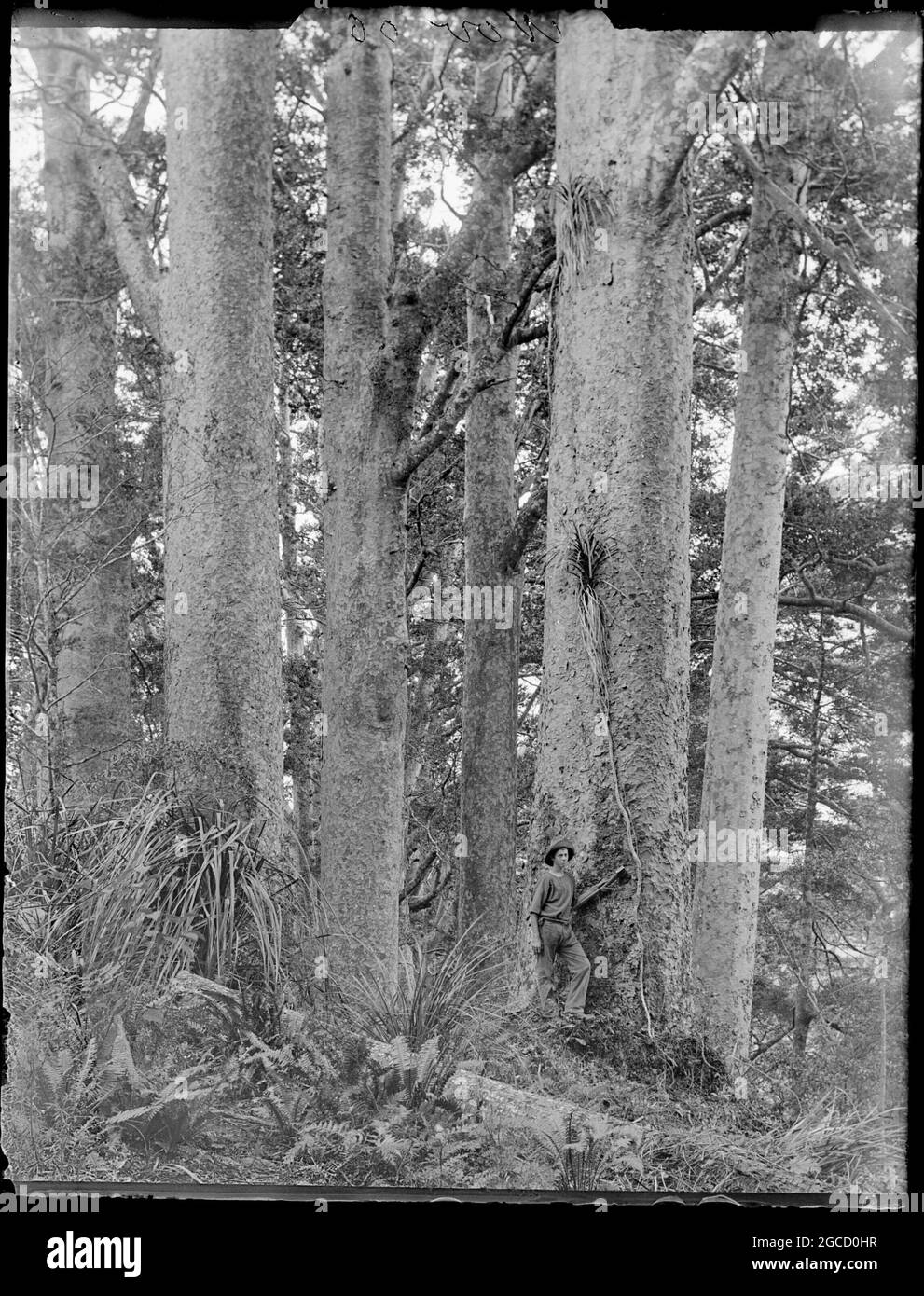 photo, archive, photograph, photography, background, memory, vintage ...