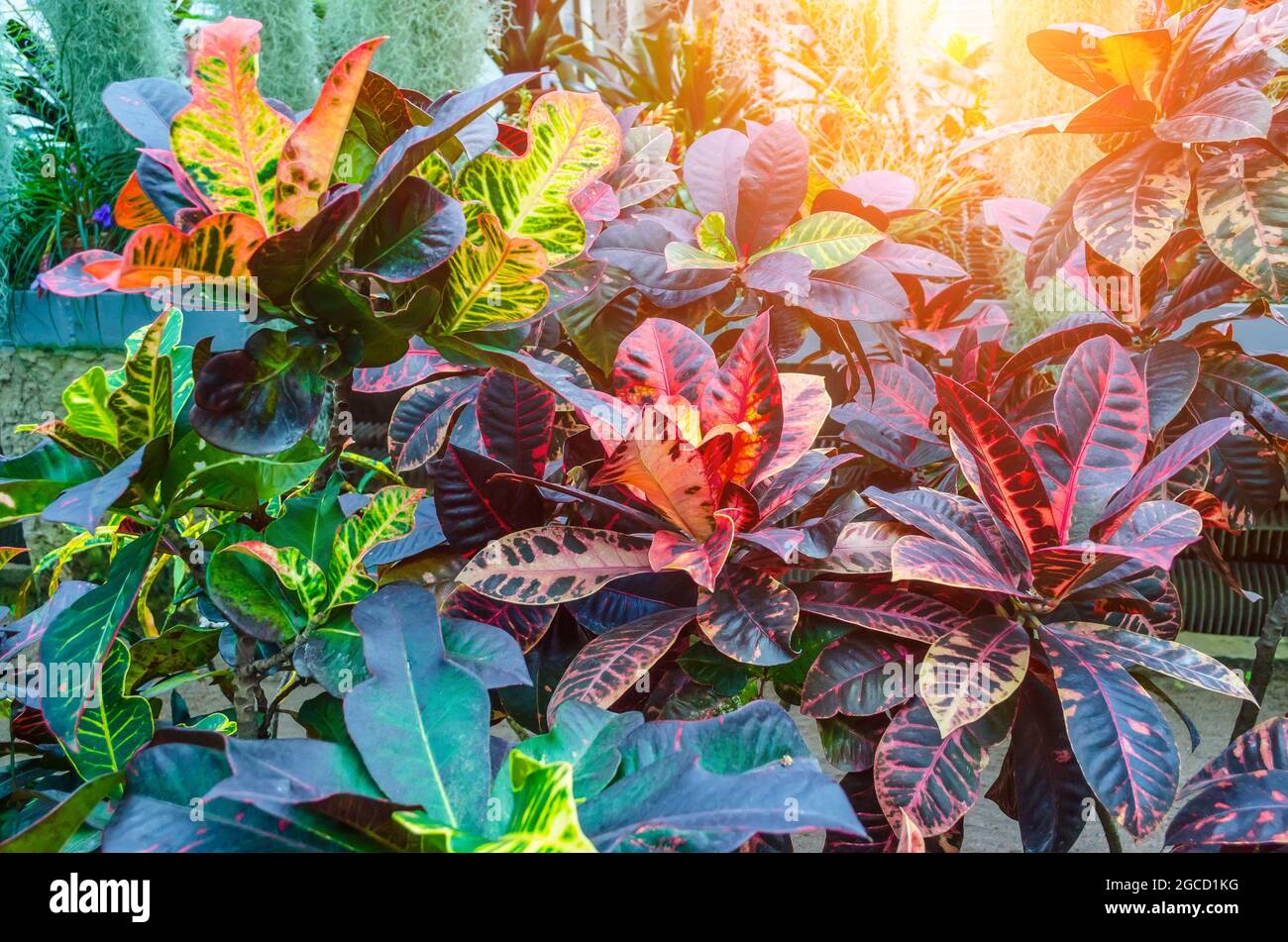 Croton Codiaeum variegatum plants with colorful leaves in tropical ...