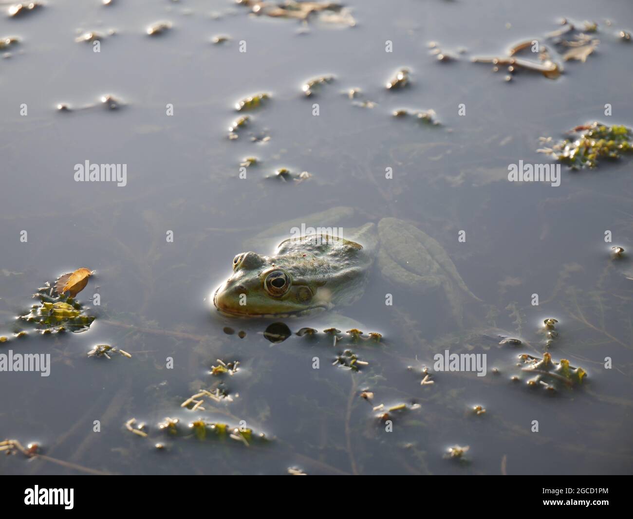 Frog peeking out water hi-res stock photography and images - Alamy