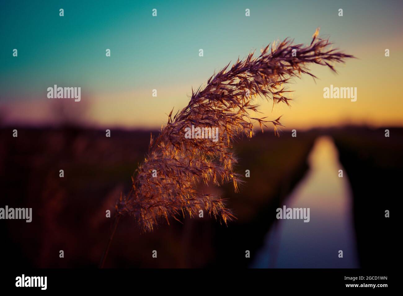 Sunset in the reeds Stock Photo - Alamy