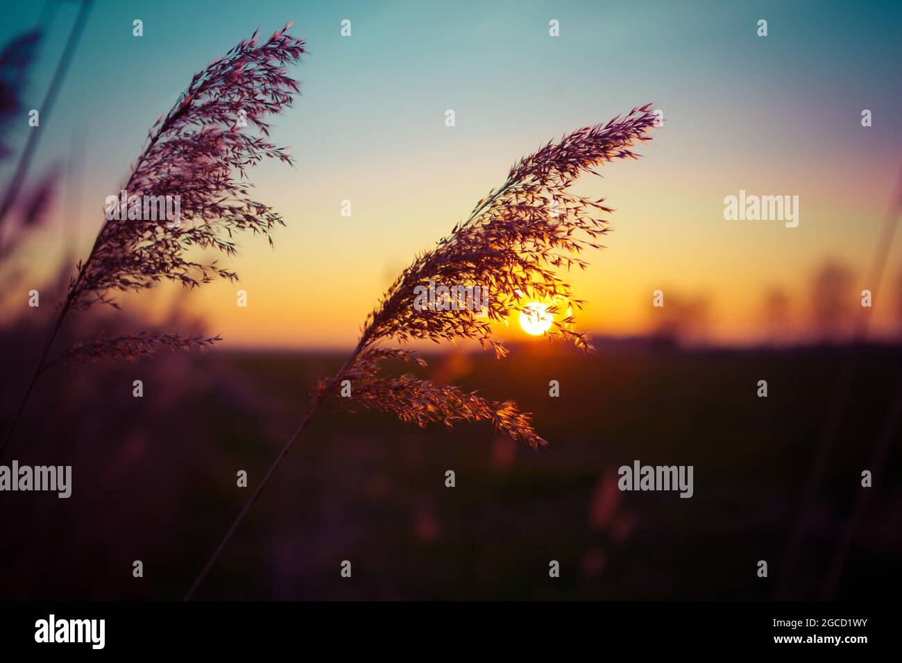 Reed bed sunset hi-res stock photography and images - Alamy