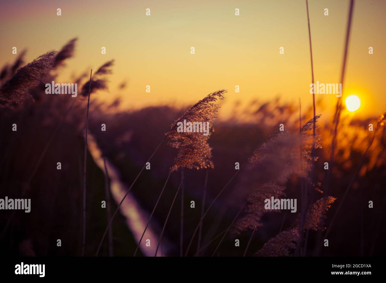 Reed bed sunset hi-res stock photography and images - Alamy