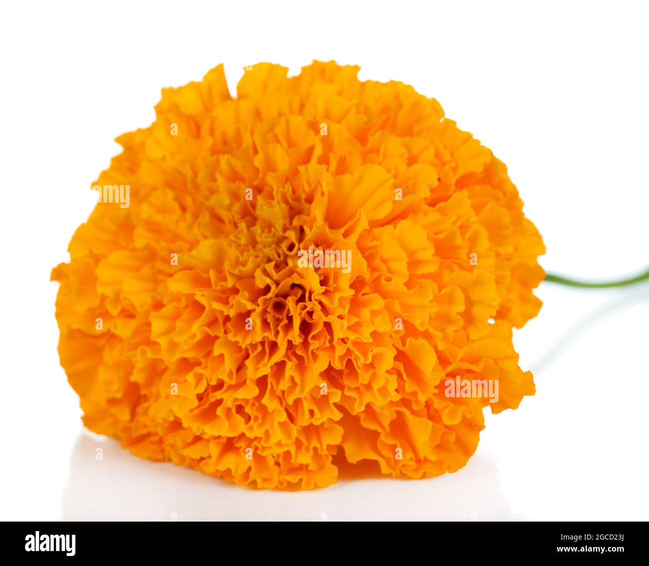 Marigold flower isolated on white Stock Photo - Alamy
