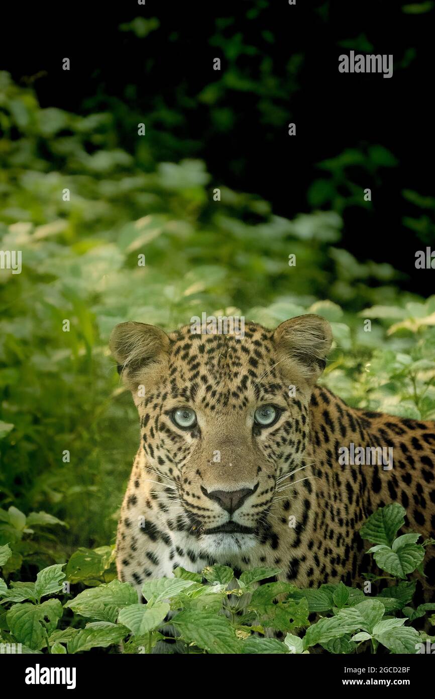 Indian leopard in monsoon forest Stock Photo - Alamy