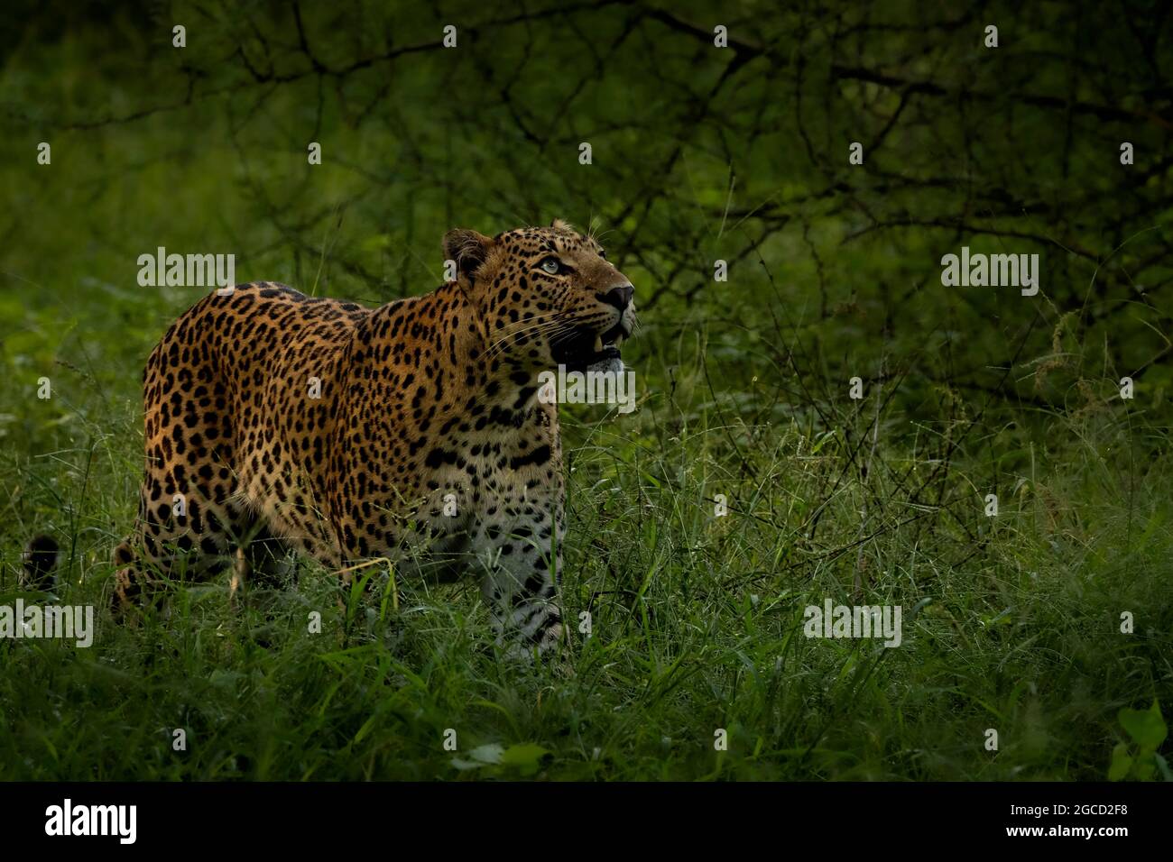 Indian leopard in monsoon forest Stock Photo - Alamy