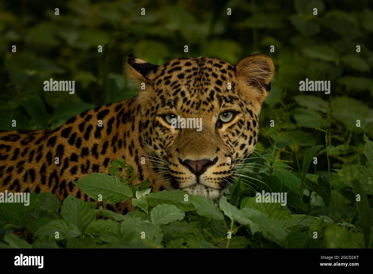 Indian leopard in monsoon forest Stock Photo - Alamy