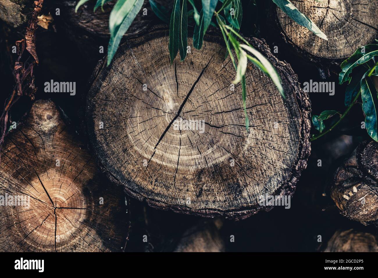 Tree trunks in the Dutch countryside Stock Photo - Alamy