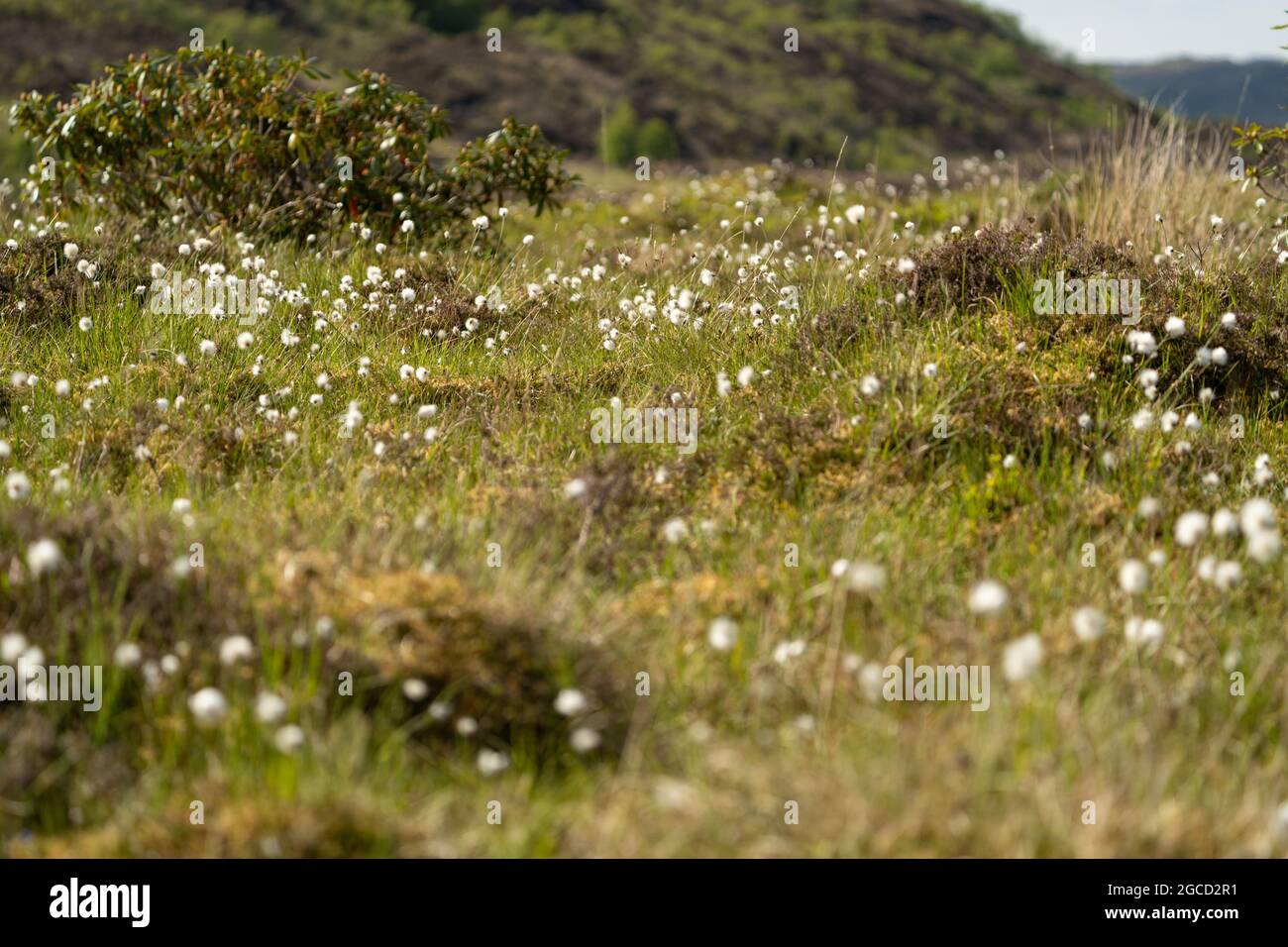 Highland scotland native plants hi-res stock photography and images - Alamy