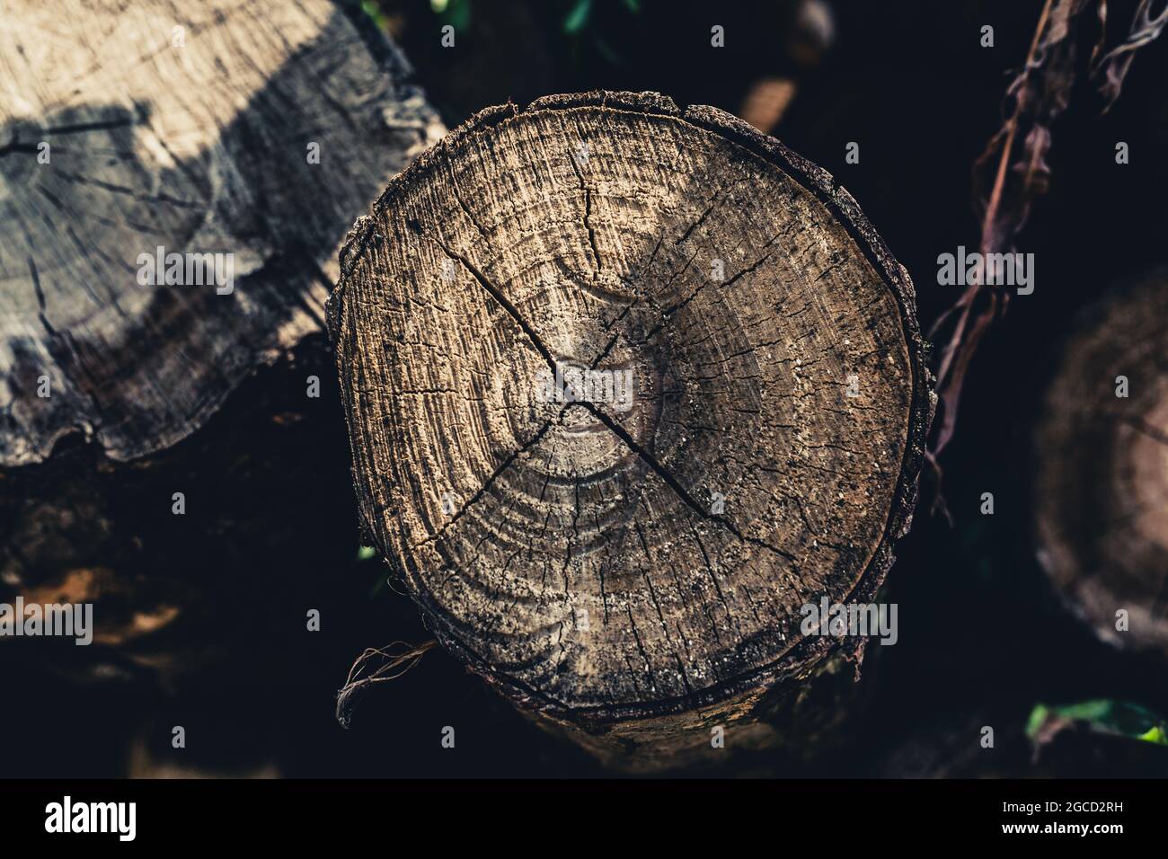 Tree trunks in the Dutch countryside Stock Photo - Alamy