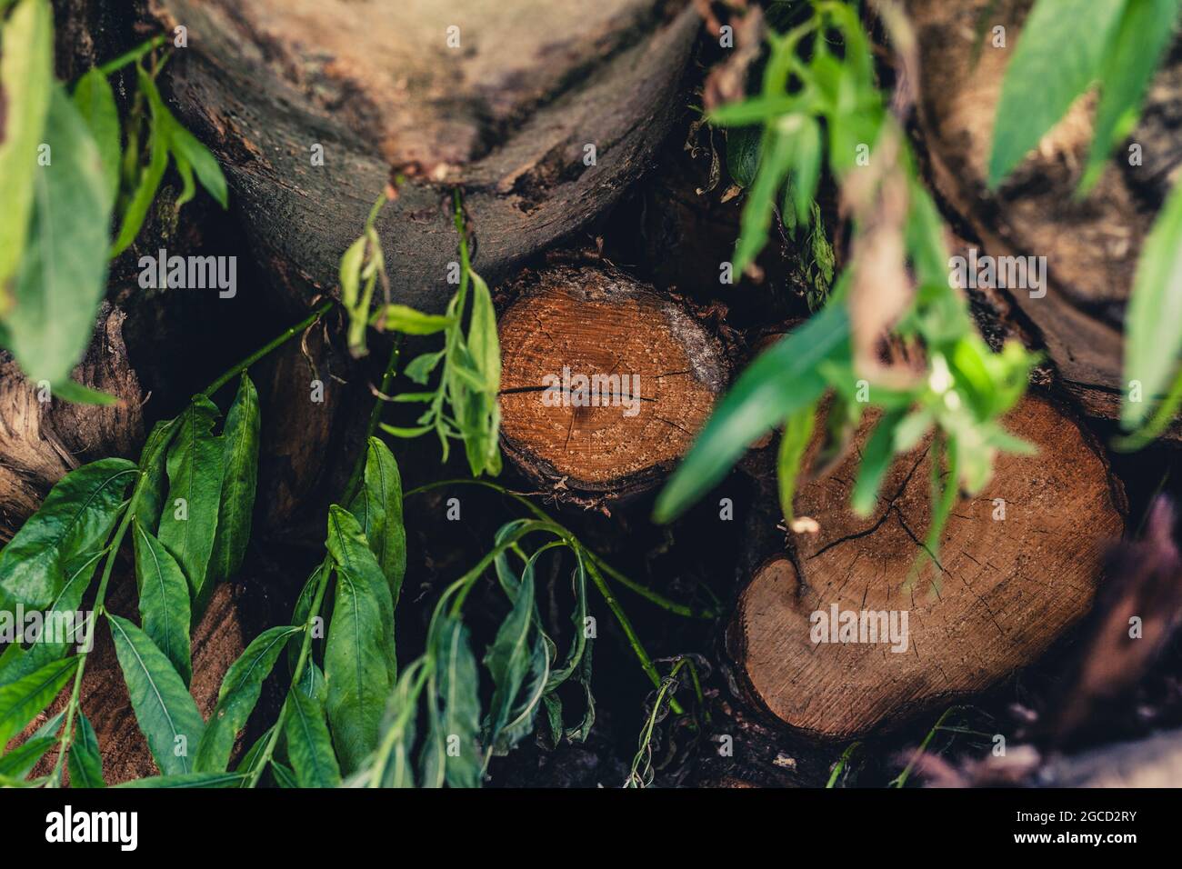 Tree trunks in the Dutch countryside Stock Photo - Alamy