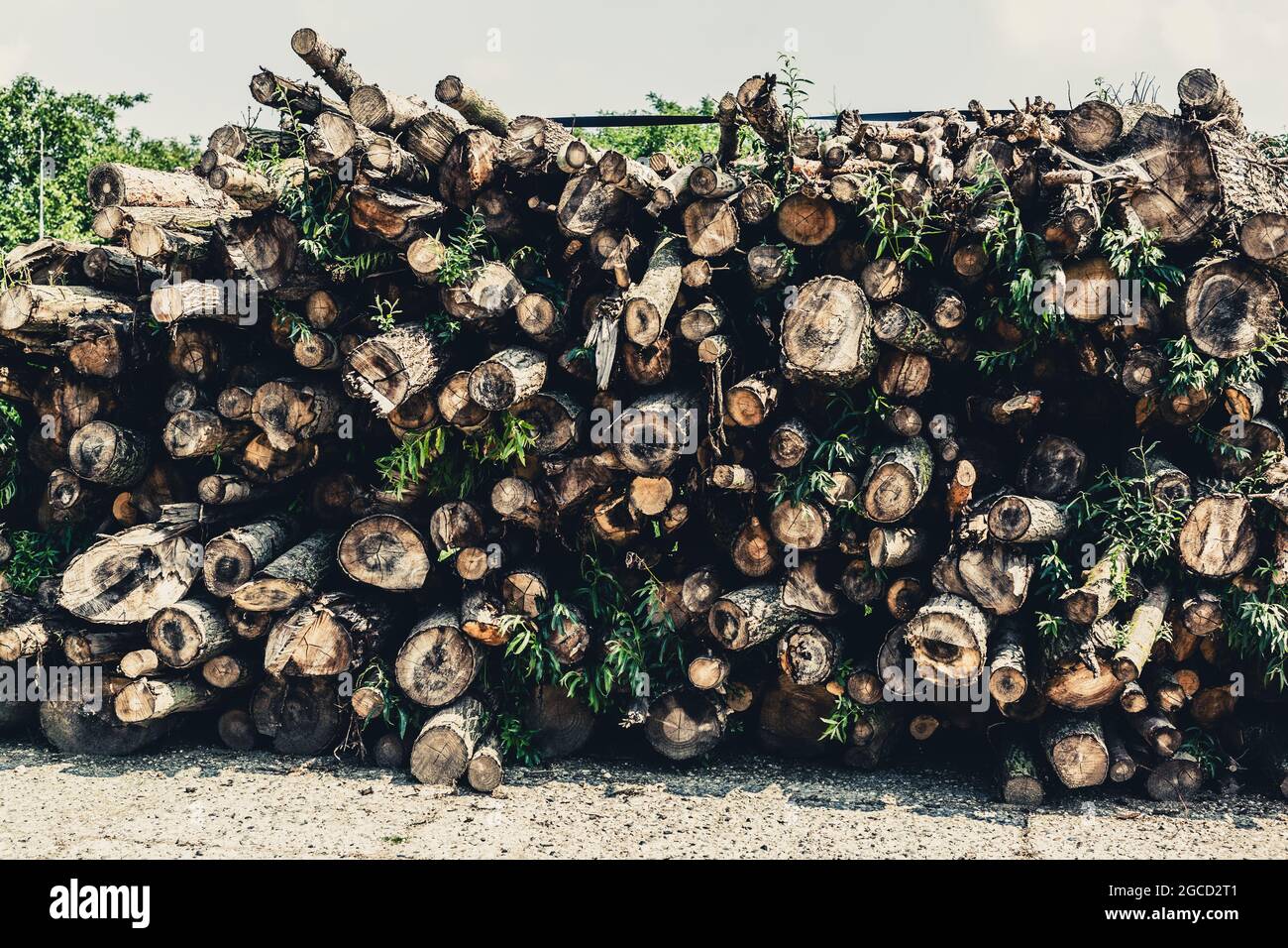 Tree trunks in the Dutch countryside Stock Photo - Alamy