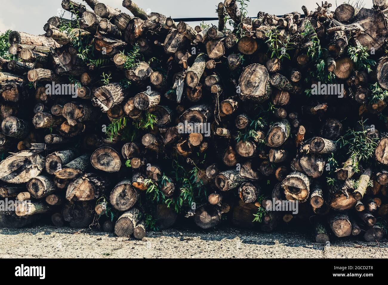 Tree trunks in the Dutch countryside Stock Photo - Alamy