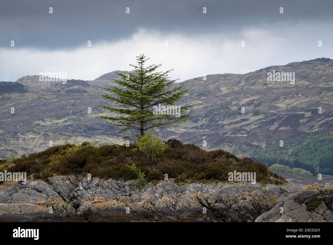 Lone conifer tree on rocky coastline with Scottish Highlands backdrop ...