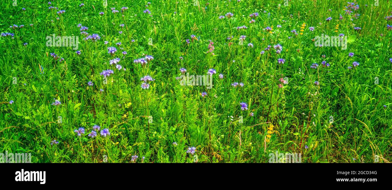 Alfalfa grass hi-res stock photography and images - Alamy