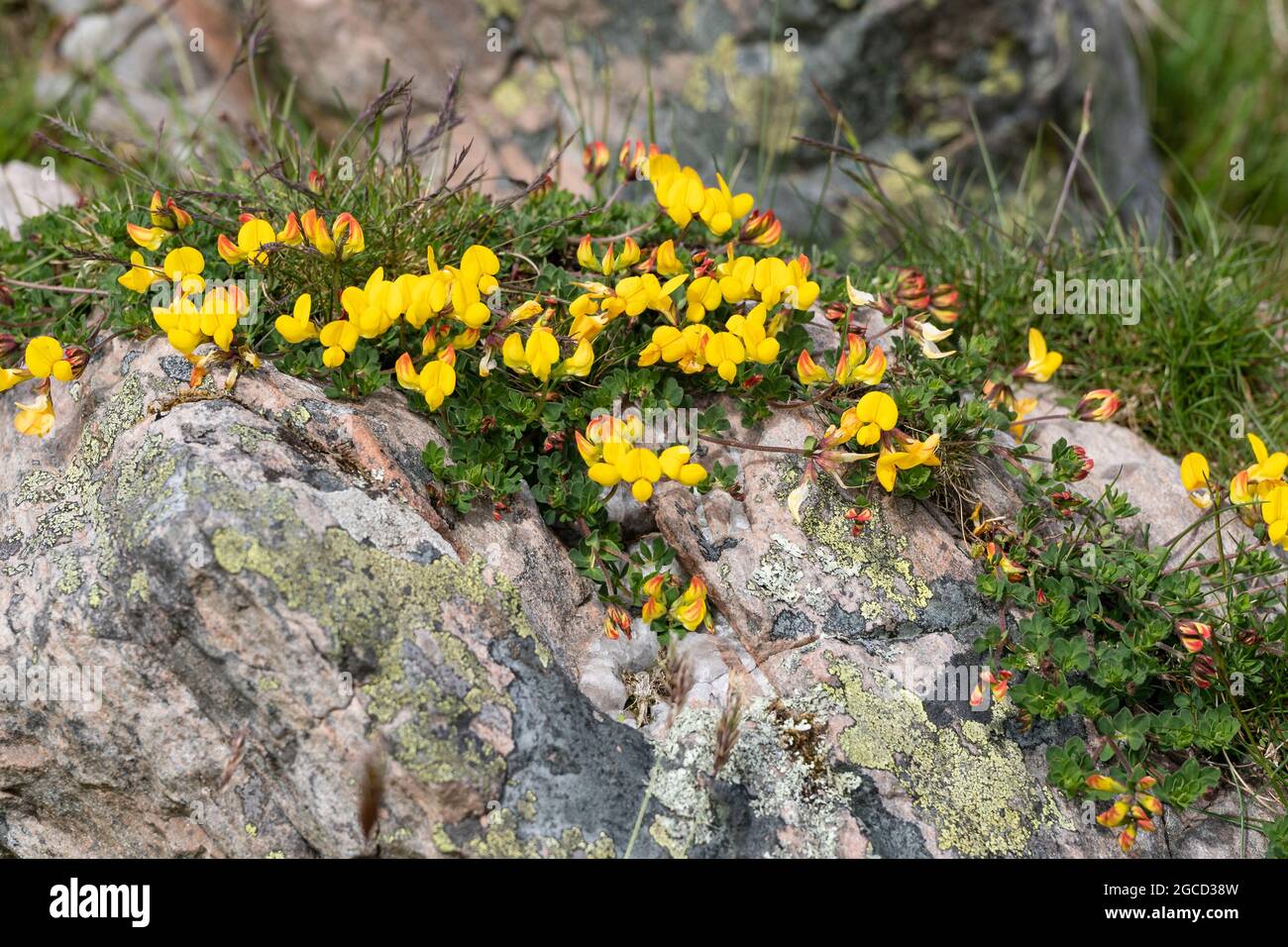 Yellow gorse flowers blooming on lichen-covered rocks on Isle of Carna ...