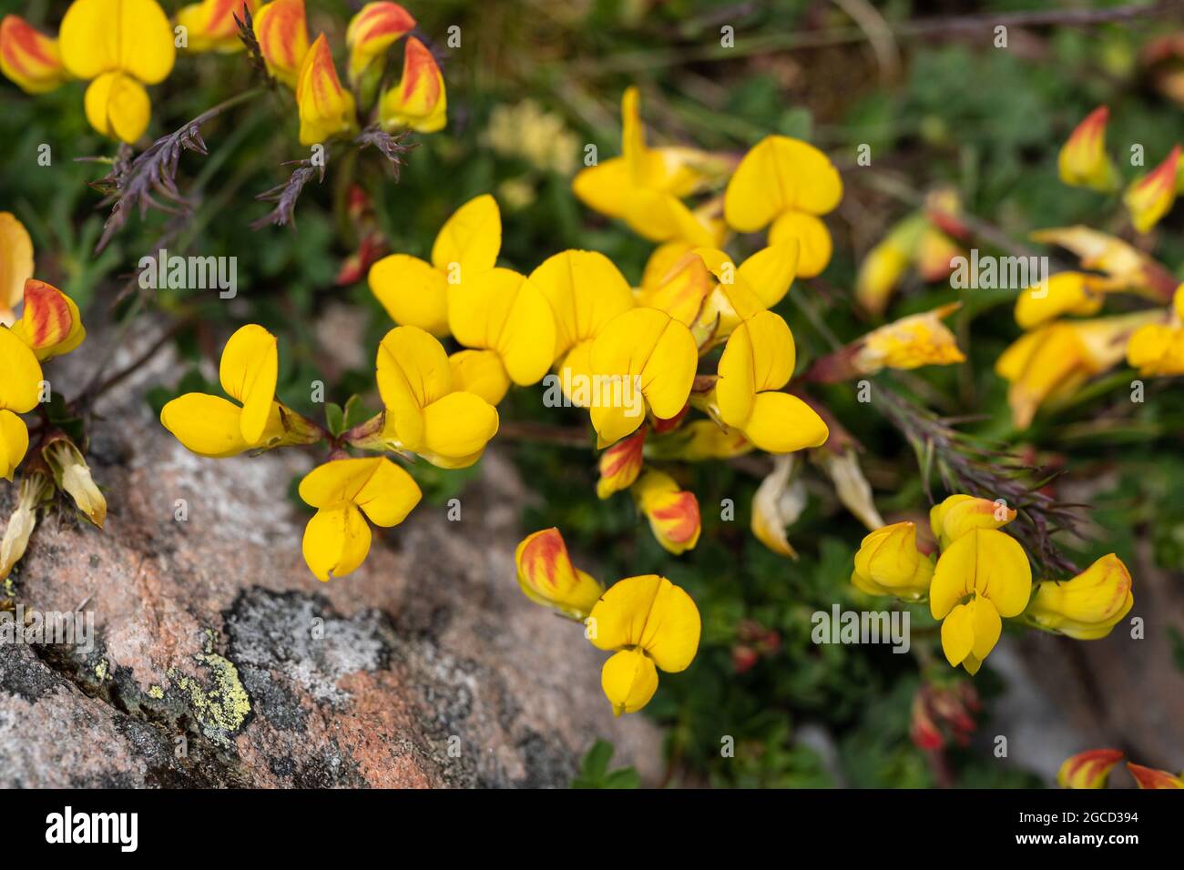 Bright yellow gorse flowers blooming on rocky Scottish island coastline ...