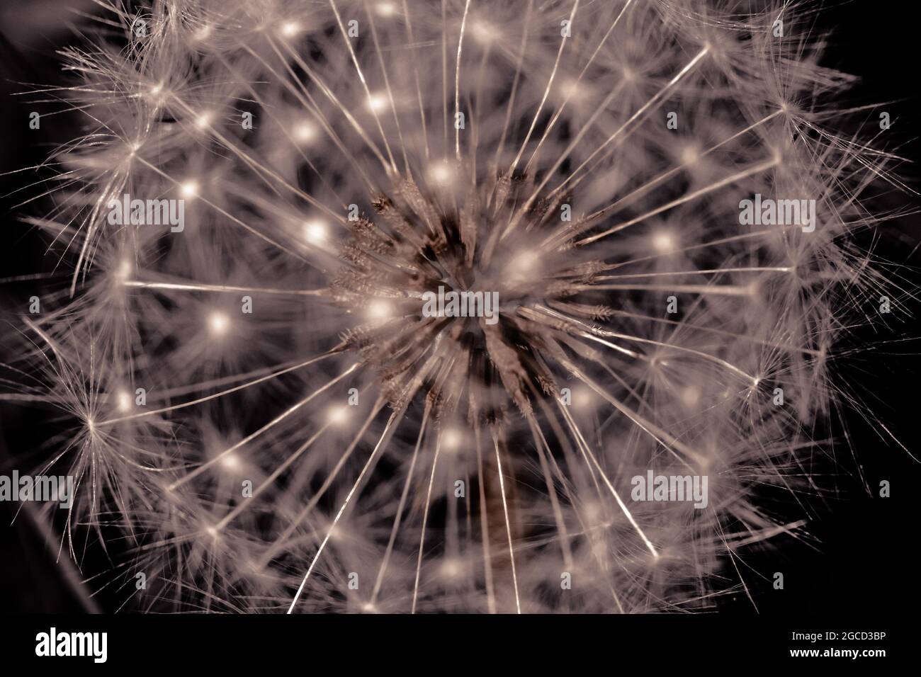 Delicate dandelion seed head with wispy filaments against dark ...