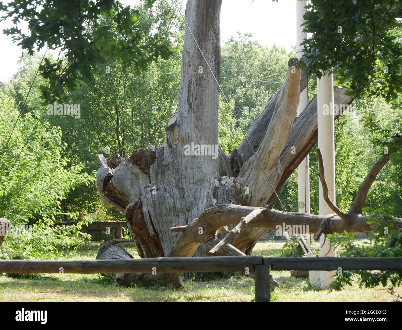 Old ancient oak tree in a protected area. A close-up of a semi-living ...