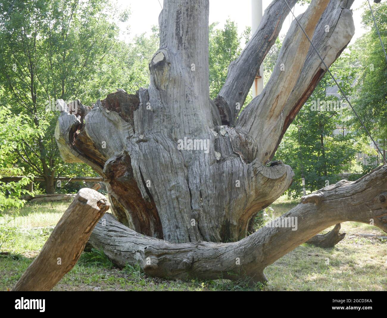 Old ancient oak tree in a protected area. A close-up of a semi-living ...